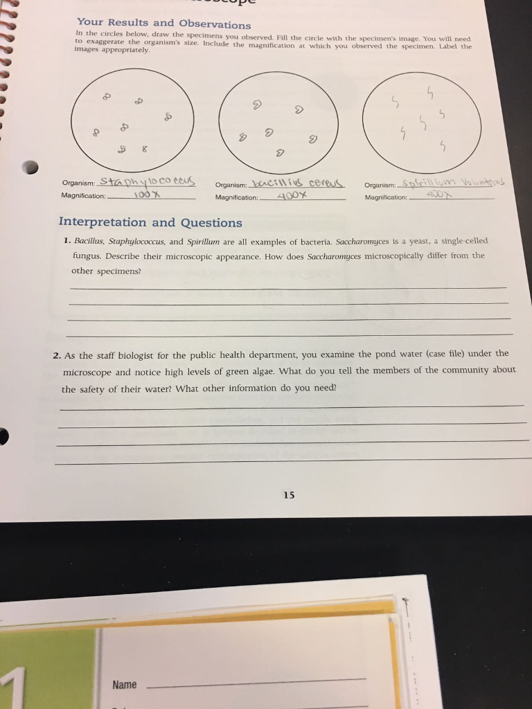 Solved Your Results and observations n the circles below, | Chegg.com
