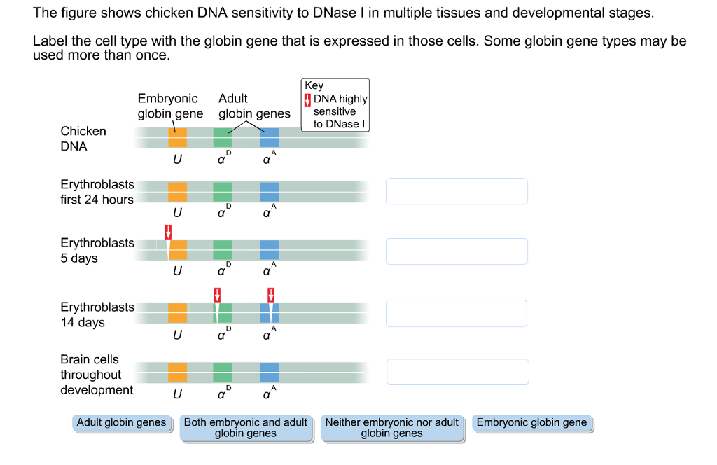 Solved The figure shows chicken DNA sensitivity to DNase l | Chegg.com