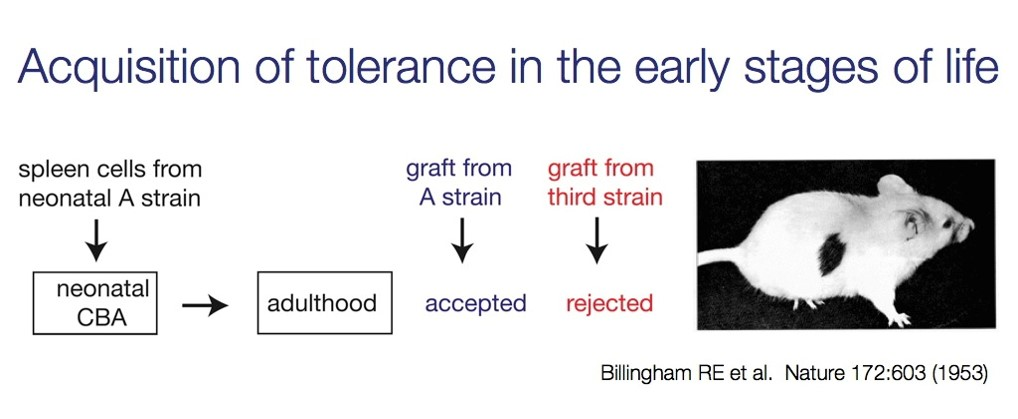 Solved Acquisition of tolerance in the early stages of life | Chegg.com