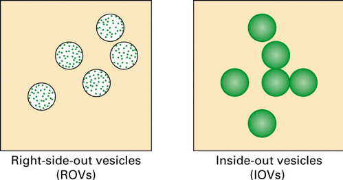 Solved Analyze the Data 7-3: The Ins and Outs of Cell | Chegg.com