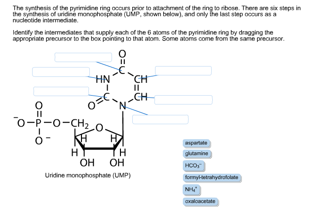 Solved The synthesis of the pyrimidine ring occurs prior to | Chegg.com