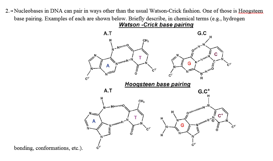 Nucleobases in DNA can pair in ways other than the | Chegg.com
