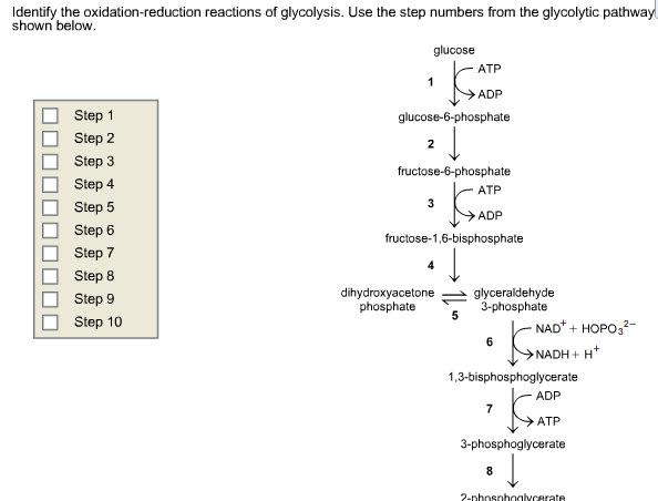 Solved Identify the oxidation-reduction reactions of | Chegg.com