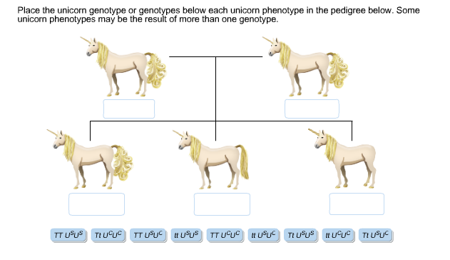 Solved suppose that in unicorns, two autosomal loci interact | Chegg.com