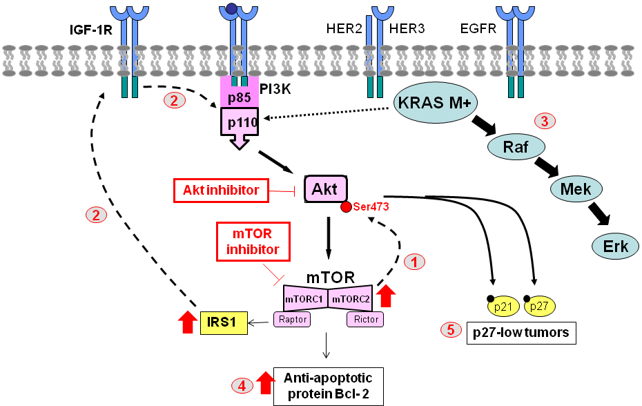Solved for this molecular diagram that shows the role of Akt | Chegg.com