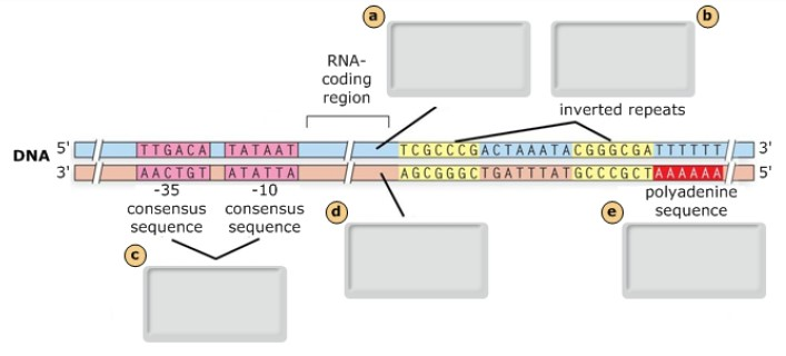 Solved The diagram below shows a length of DNA containing a | Chegg.com