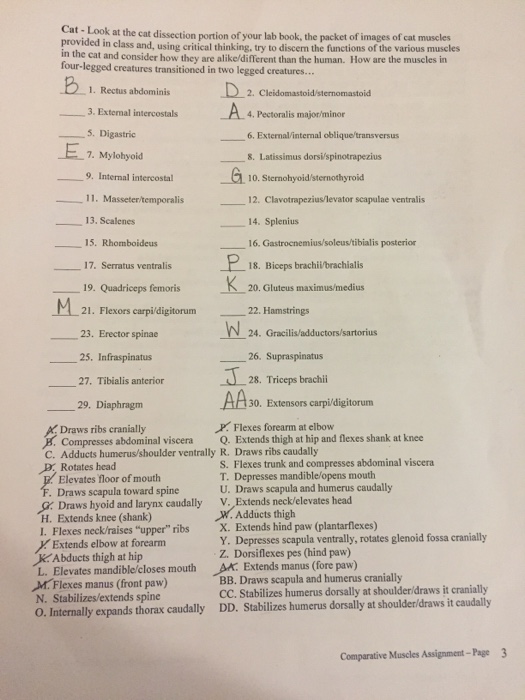 Solved Look at the cat dissection portion of your lab book, | Chegg.com