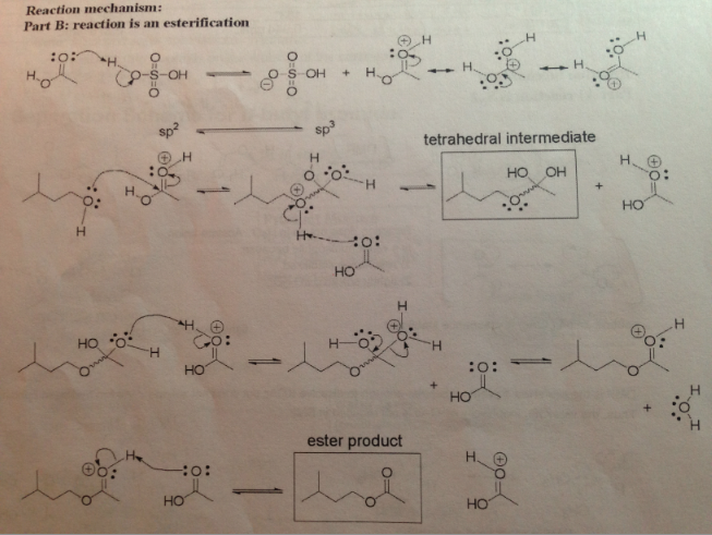 Isoamyl Acetate Reaction