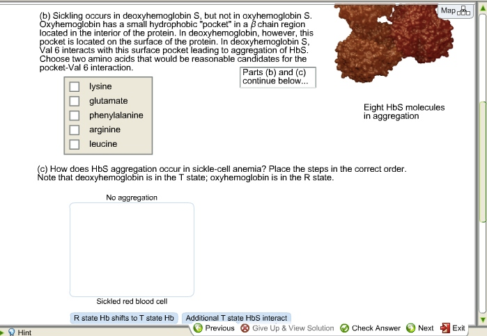 Solved The mutated form of hemoglobin (hemoglobin S, or HbS) | Chegg.com