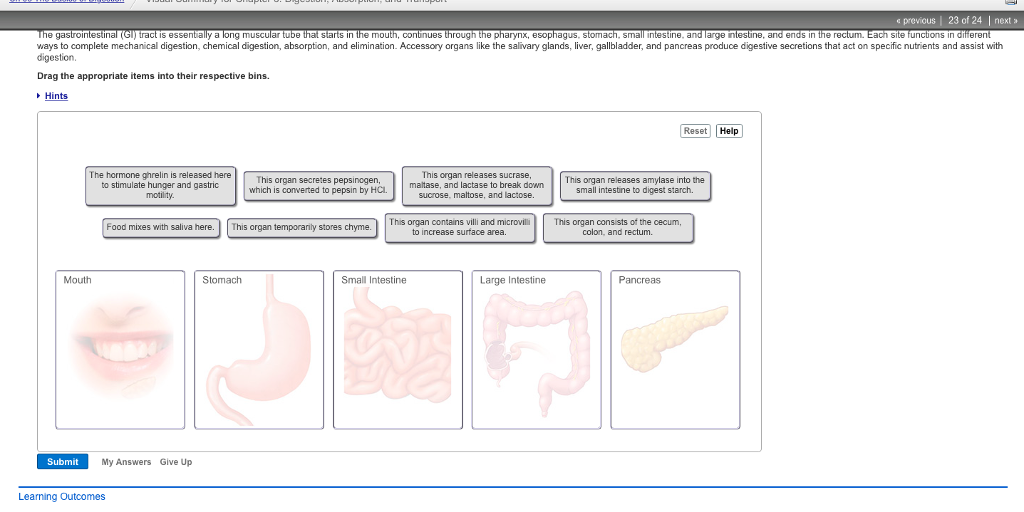 Solved The gastrointestinal (Gl) tract is essentially a long | Chegg.com