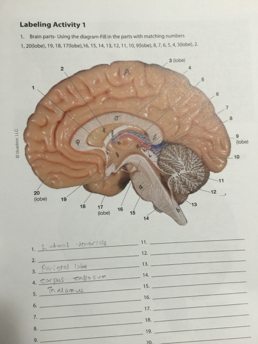 Solved Brain parts-Using the diagram-Fill in the parts with | Chegg.com