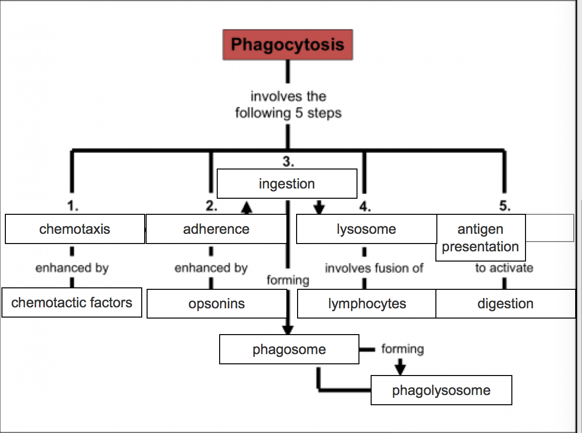 Solved Phagocytosis involves the following 5 steps 3. | Chegg.com