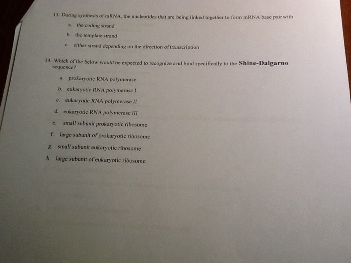 Solved During synthesis of mRNA, the nucleotides that are | Chegg.com