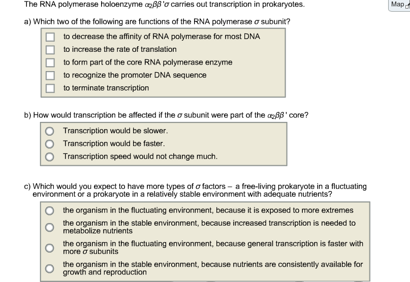Solved The RNA polymerase holoenzyme alpha 2 beta beta' | Chegg.com