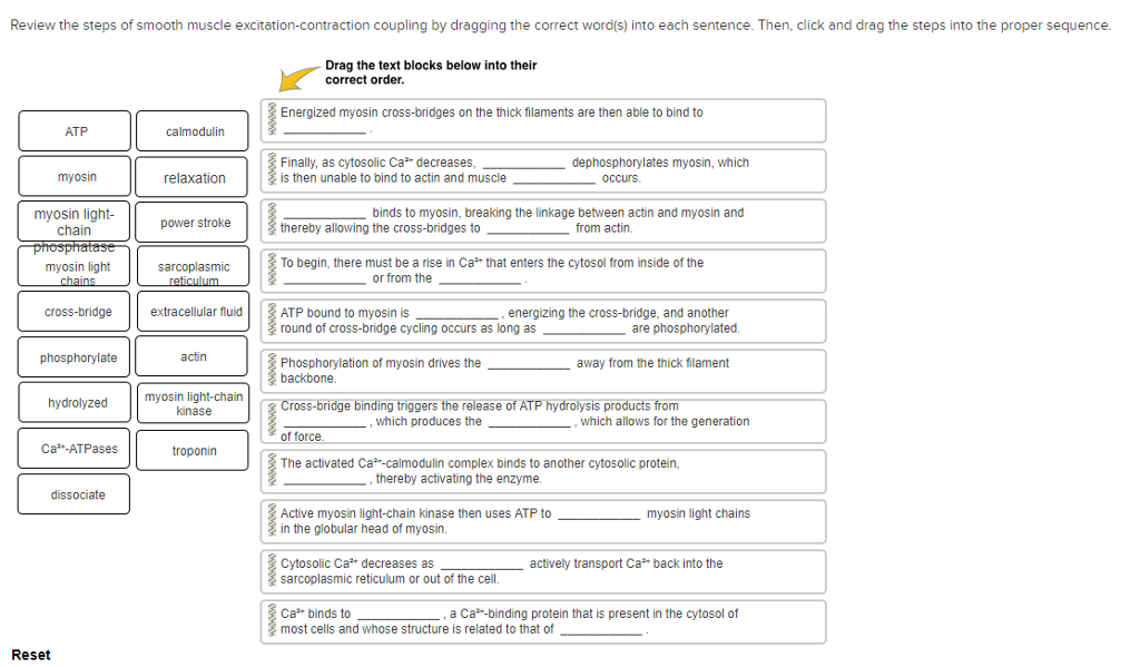 Solved Review the steps of smooth muscle | Chegg.com
