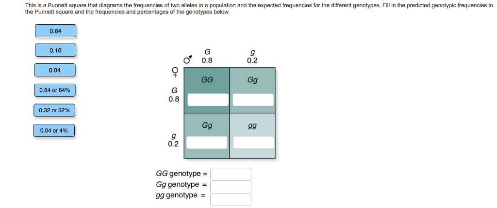 Genotype Punnett Square