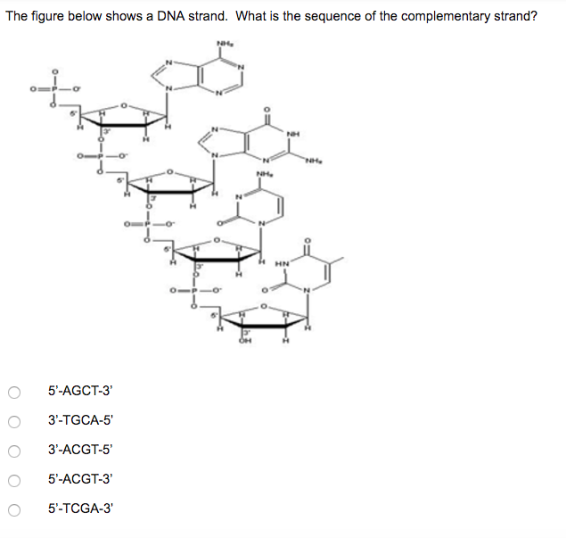 Solved The figure below shows a DNA strand. What is the | Chegg.com