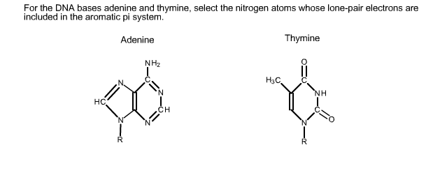 Solved For the DNA bases adenine and thymine, select the | Chegg.com