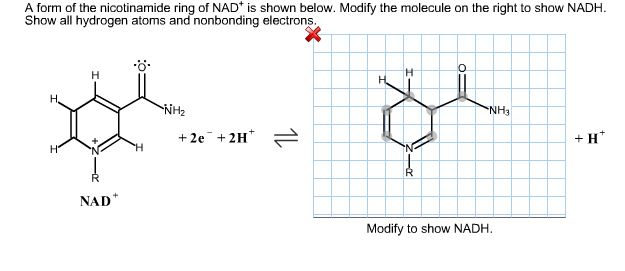 Solved A form of the nicotinamide ring of NAD^+ is shown | Chegg.com
