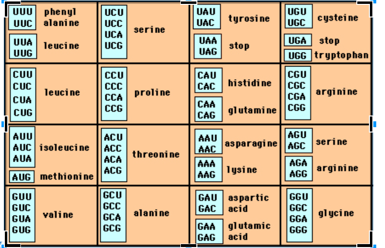 Solved A particular protein sequence has the normal amino | Chegg.com