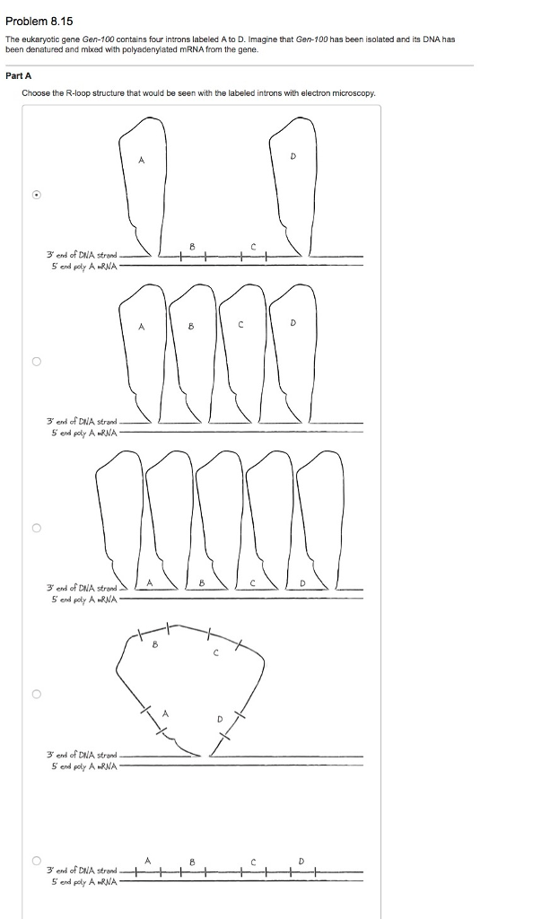Solved Problem 8.15 The eukaryotic gene Gen-100 contains | Chegg.com
