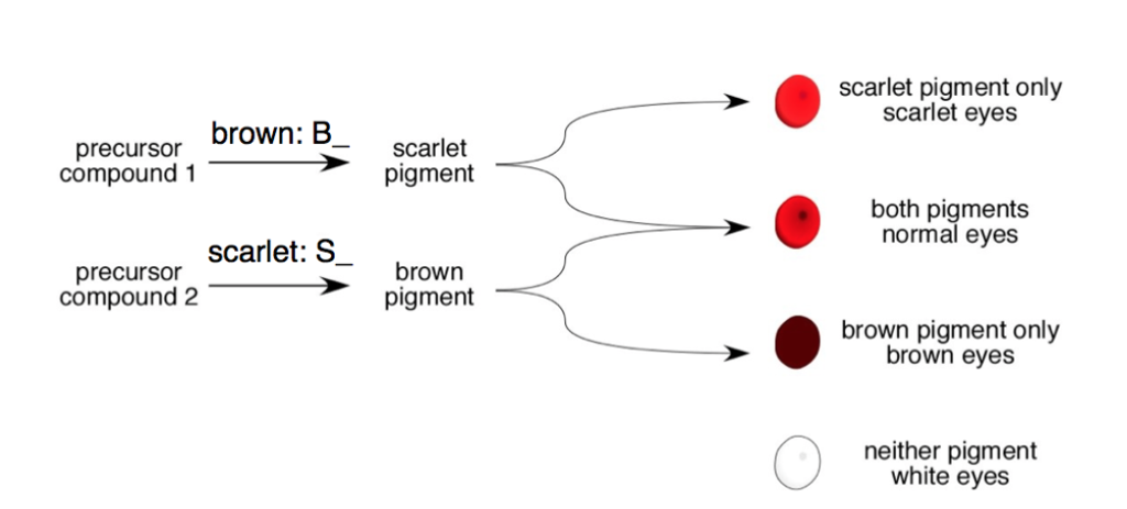 Solved Eye color in Drosophila involves the interaction of | Chegg.com