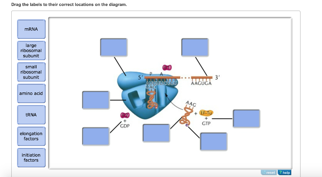 Solved aminoacyl tRNA. synthetase ATP AMP PPi activated | Chegg.com
