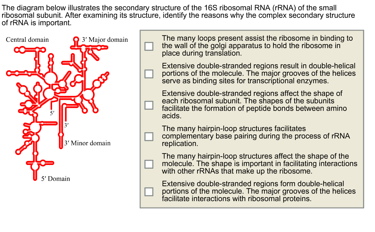 Ribosomal Rna Diagram