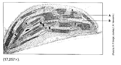 Solved Examine this electron micrograph of a chlorplast. | Chegg.com