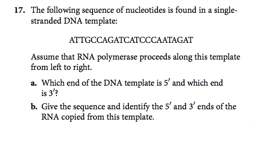 Solved: 17. The Following Sequence Of Nucleotides Is Found... | Chegg.com