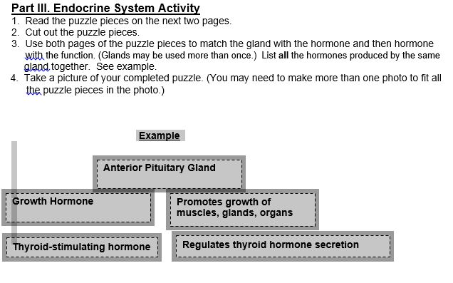 Solved Part Ill. Endocrine System Activity 1. Read the | Chegg.com