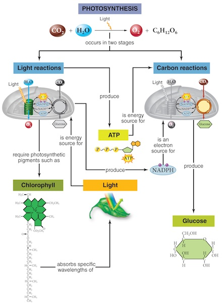 Solved 1) 2) During what stage(s) of photosynthesis is | Chegg.com