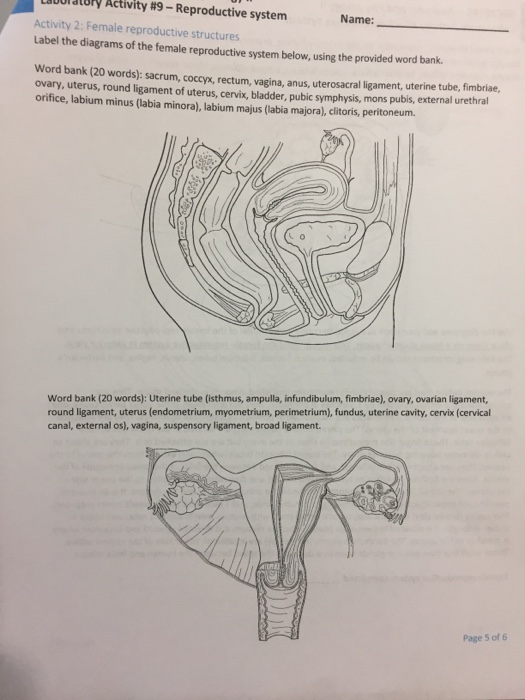 Solved Laboratory Activity #9-Reproductive system Name: | Chegg.com