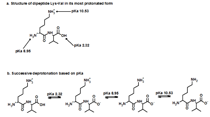 Solved a) Draw the titration curve for Lys-Val, starting | Chegg.com