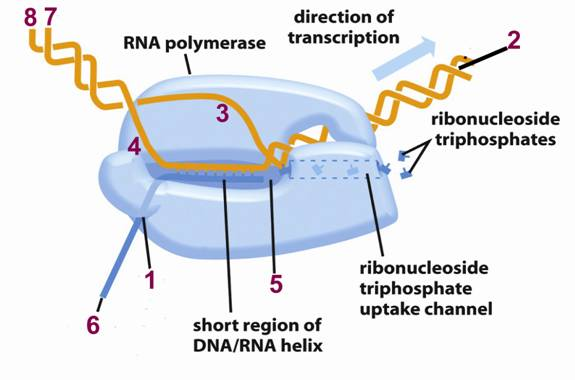 Transcription Bubble