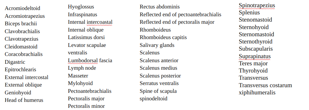 Solved Acromiodeltoid Acromiotrapezius Biceps brachii | Chegg.com