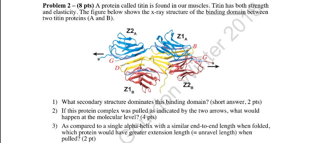 Solved Problem 2 - (8 pts) A protein called titin is found | Chegg.com