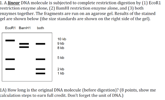 Solved 1. A linear DNA molecule is subjected to complete | Chegg.com