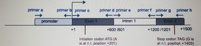 Solved primer a primer b primer c primer d primer e primer f | Chegg.com