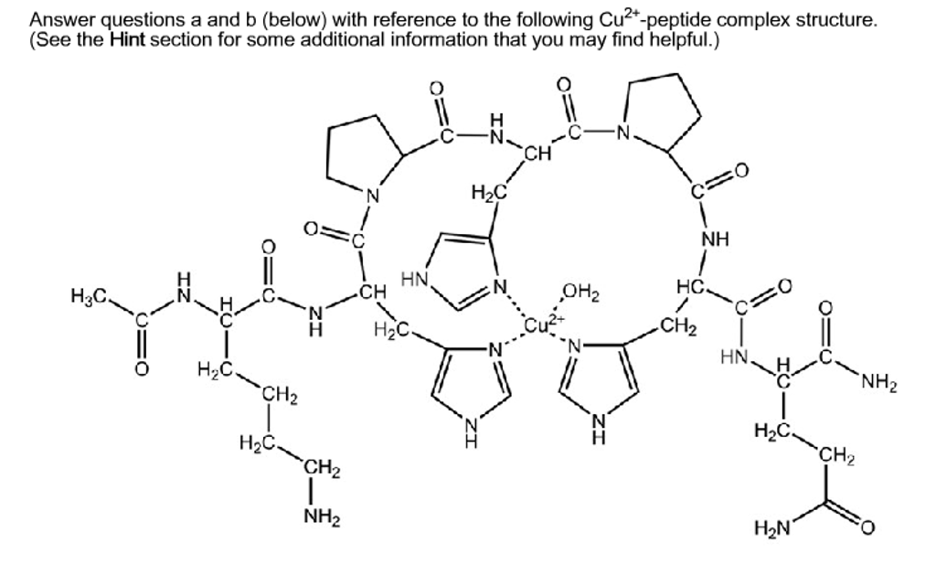 The following Cu^2+-peptide complex structure. What | Chegg.com