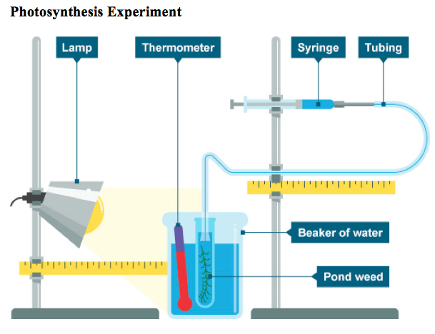 Solved Photosynthesis Experiment Lamp Thermometer Syringe | Chegg.com