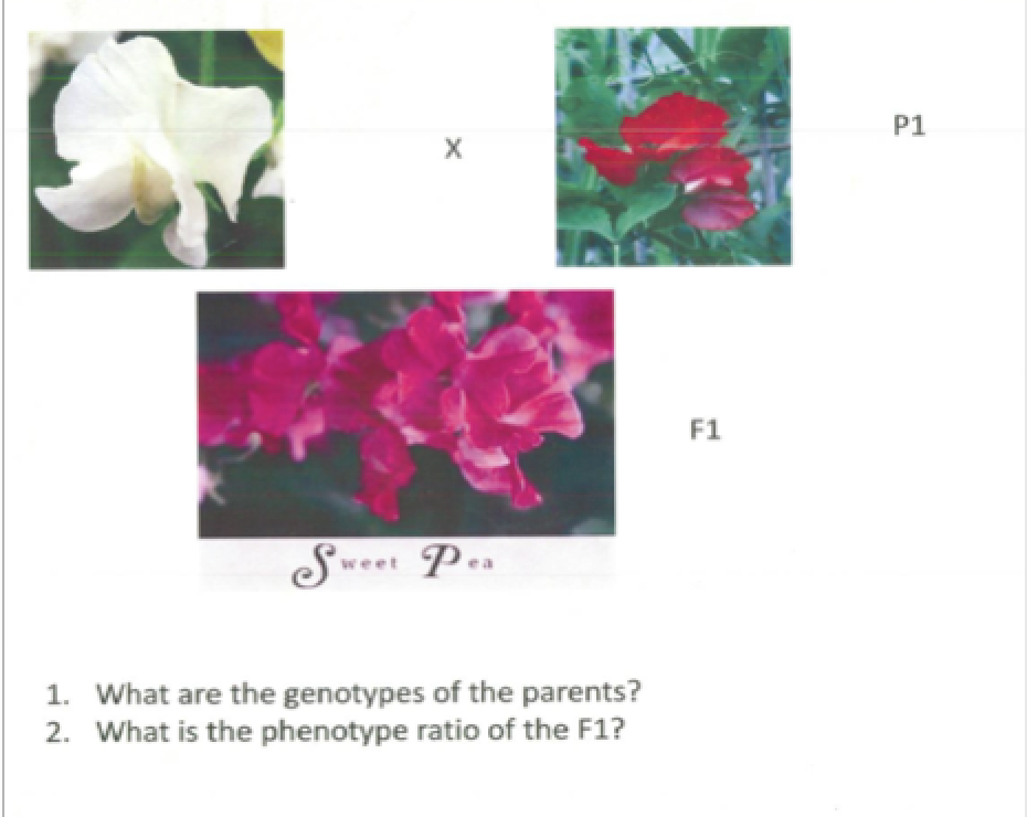 Solved What are the genotypes of the parents? What is the | Chegg.com