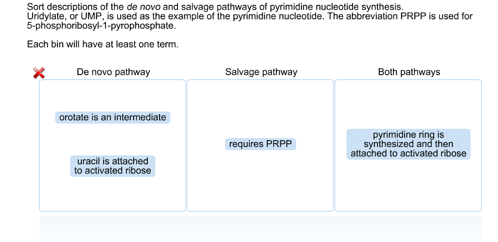 Solved Sort descriptions of the de novo and salvage pathways | Chegg.com