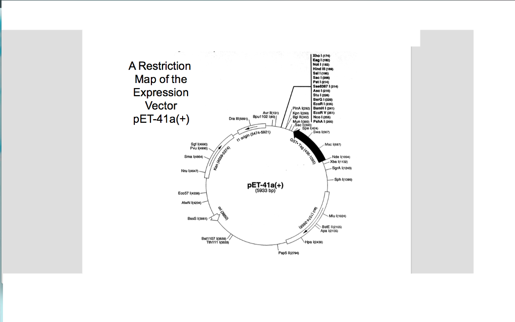 Solved Eag I(182) Not I (a Hind ll ( Sal I(16 Sac I (pos Pat | Chegg.com