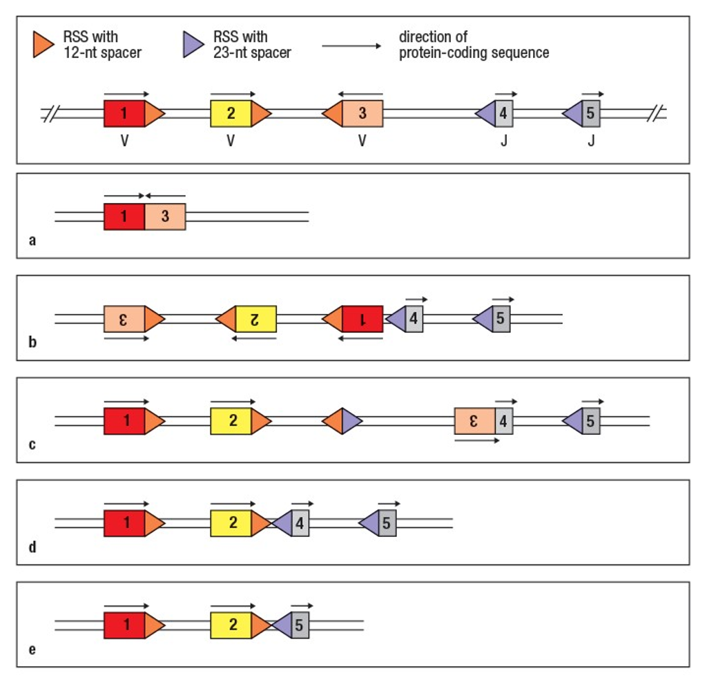 Solved The following figure shows the germ-line | Chegg.com