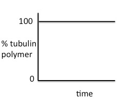 Solved The critical concentration for tubulin assembly is | Chegg.com