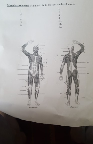 Solved Muscular Anatomv: Fill in the blanks for each | Chegg.com