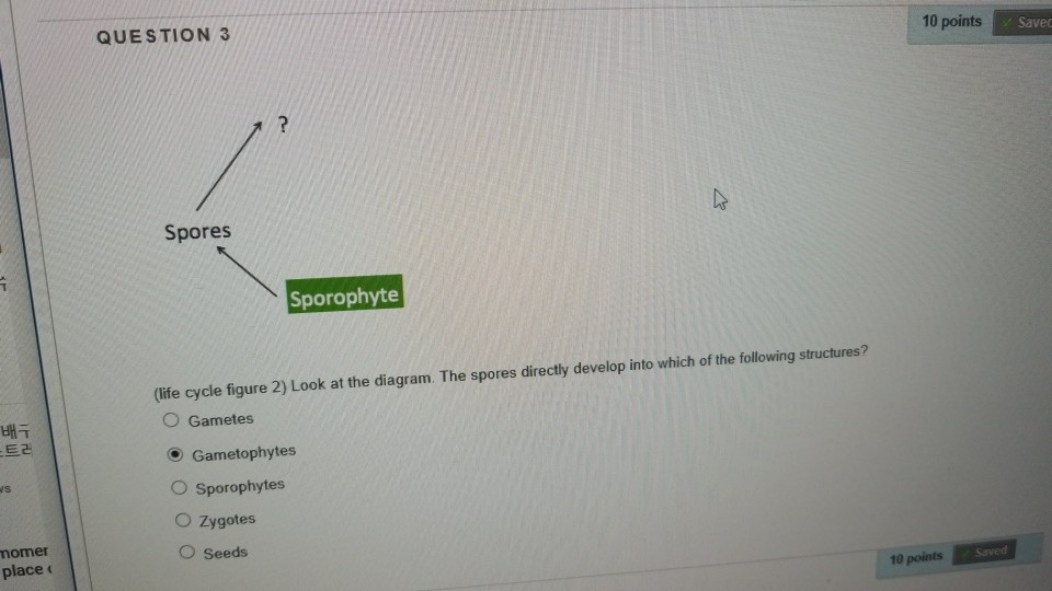 Solved QUESTION 3 10 points Save Spores Sporophyte life | Chegg.com