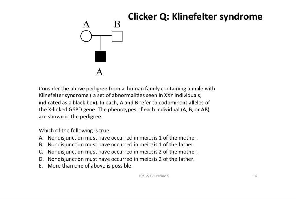 Solved Clicker Q: Klinefelter syndrome AB Consider the above | Chegg.com