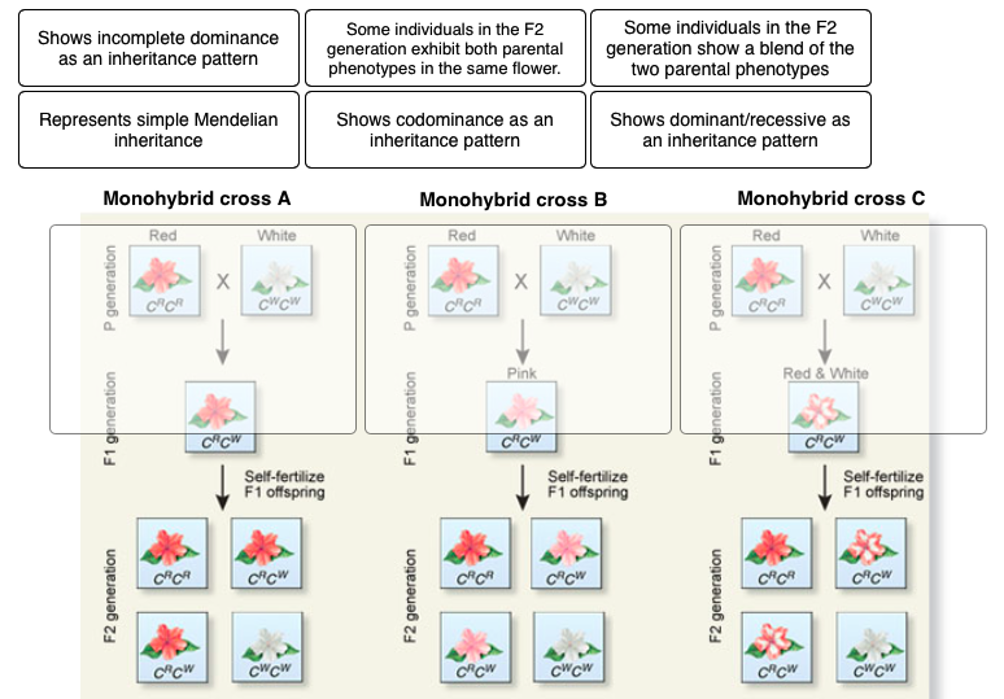 Solved Match the descriptions with the correct pattern of | Chegg.com